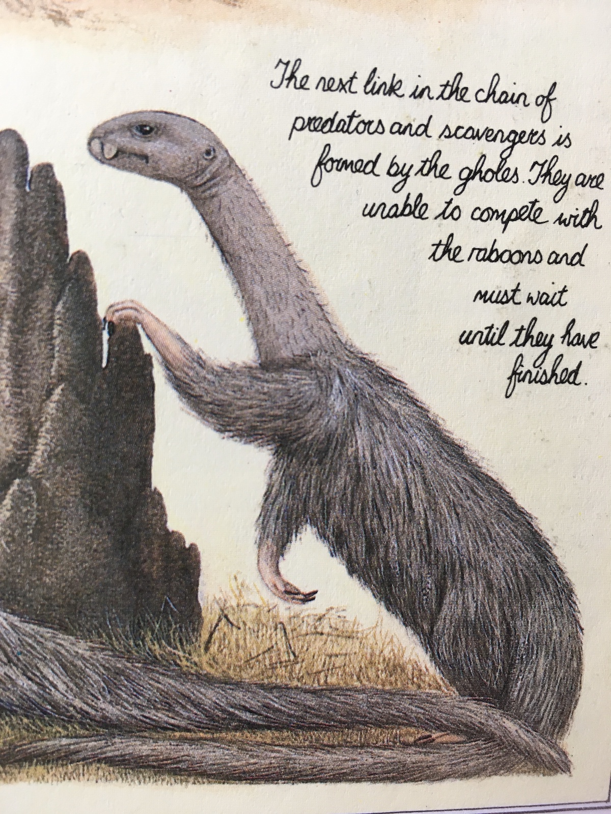 Scientific illustration & Observation – Mr.Deyo