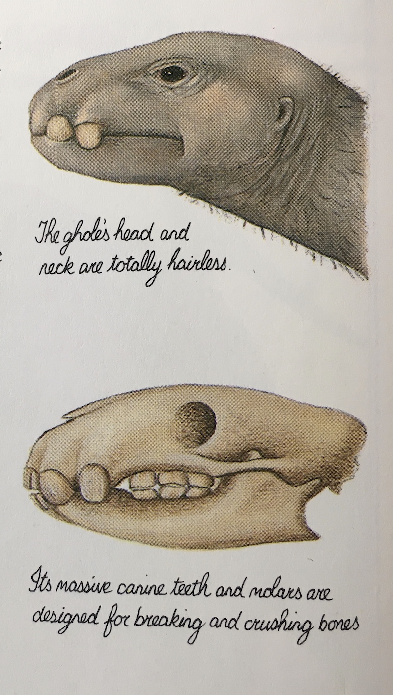 Scientific illustration & Observation – Mr.Deyo