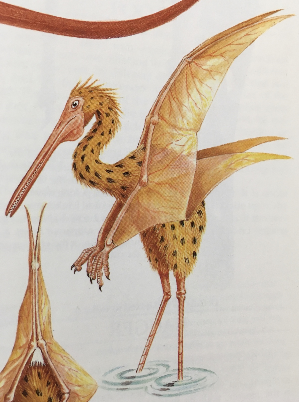 Scientific illustration & Observation – Mr.Deyo