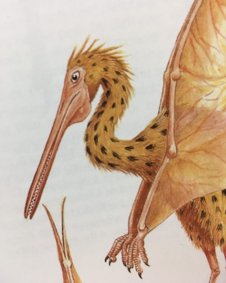 Scientific illustration & Observation – Mr.Deyo
