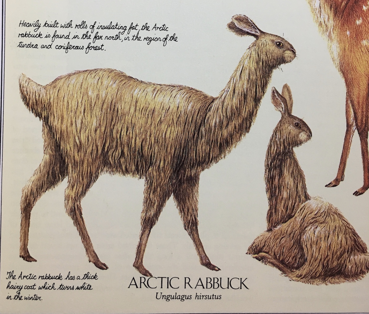 Scientific illustration & Observation – Mr.Deyo
